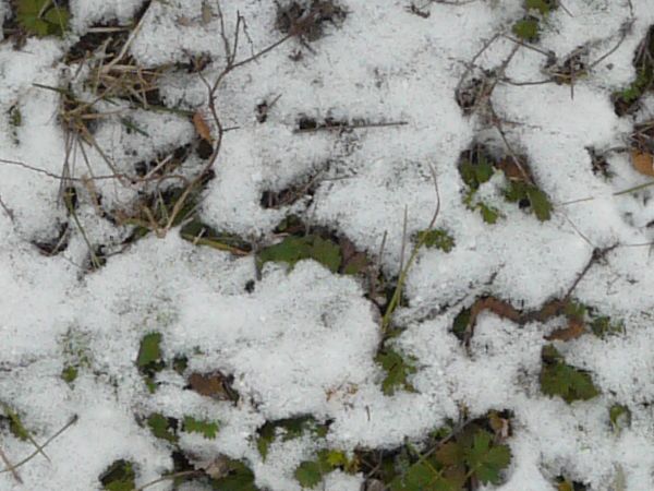 frozen ground texture 0047 - Texturelib